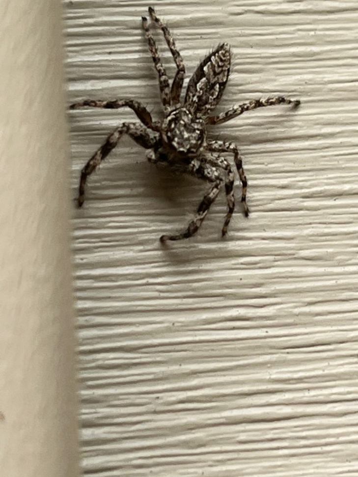 Spider Pest Control & Exterminating Columbus Ohio | Elite Pest and ...